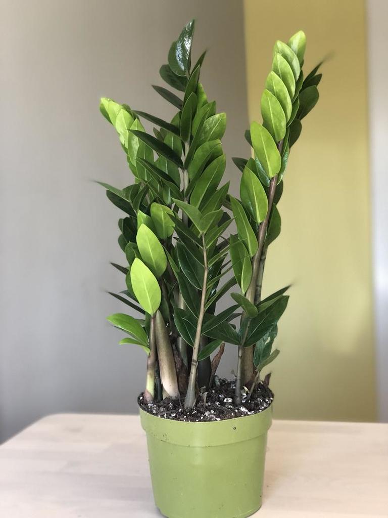 Low Maintenance Cubicle Plants To Uplift Your Mood | Cubicle Therapy