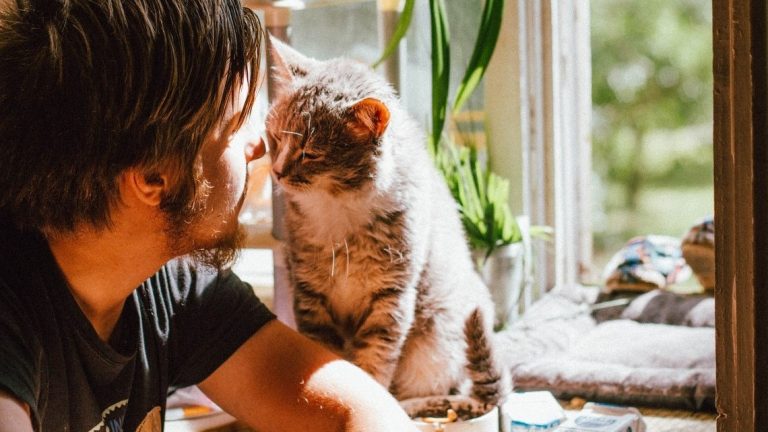 Purrfect Cat Meditations For Stress Relief | Cubicle Therapy